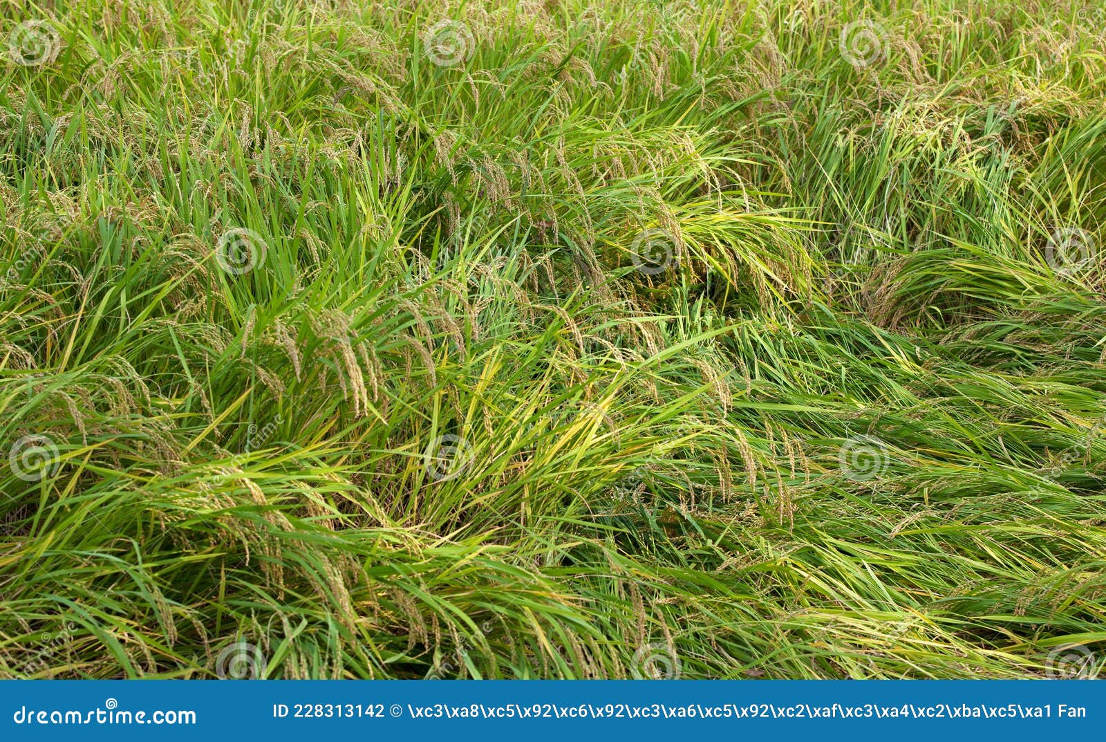 Large Areas of Fallen Rice in Rural Rice Fields Stock Photo - Image of ...