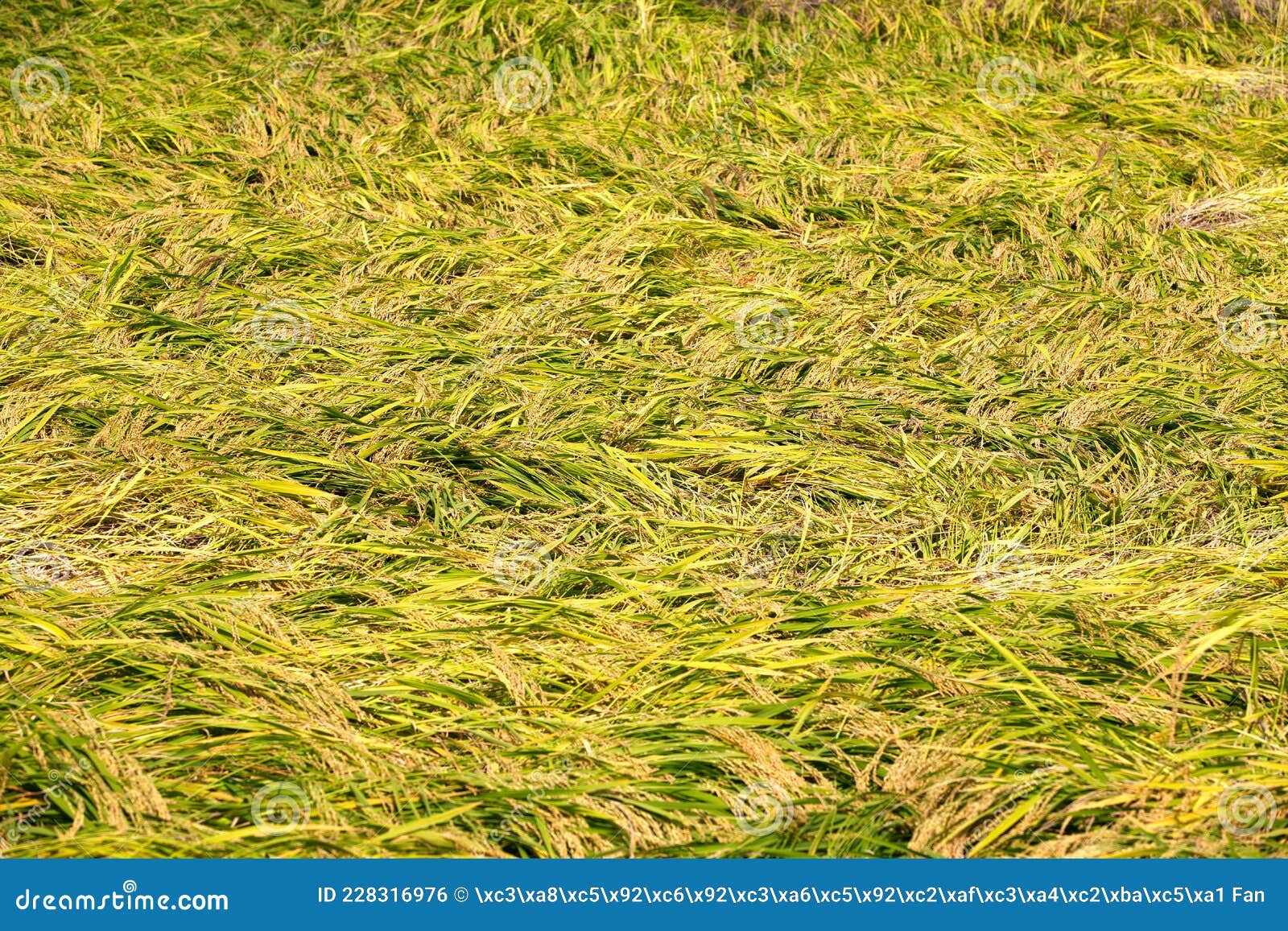 Large Areas of Rice Falling Down Due To Natural Disasters Stock Photo ...