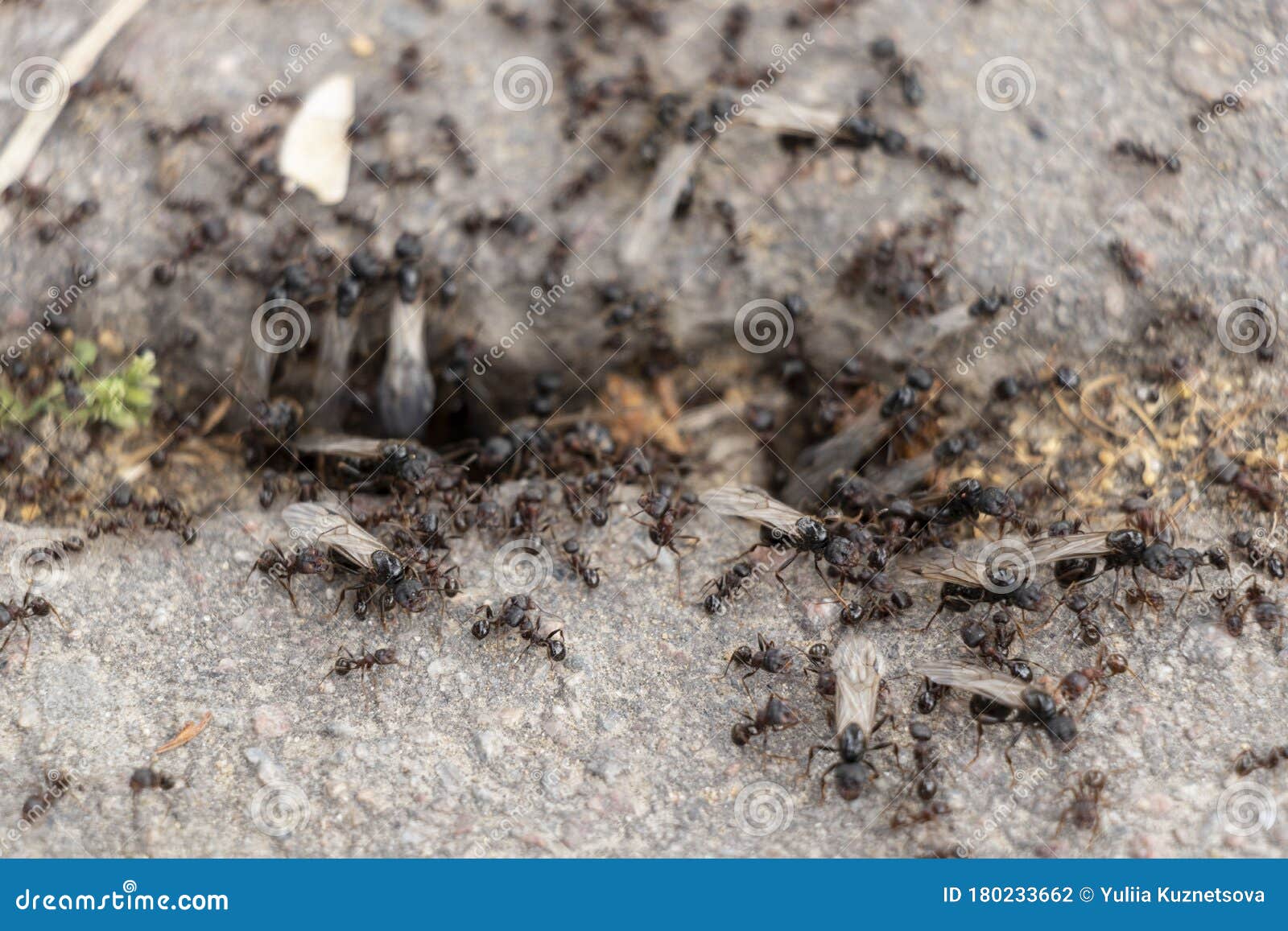 A Large Army of Ants on the Pavement. Spring Sunny Day. Big Stock Photo ...