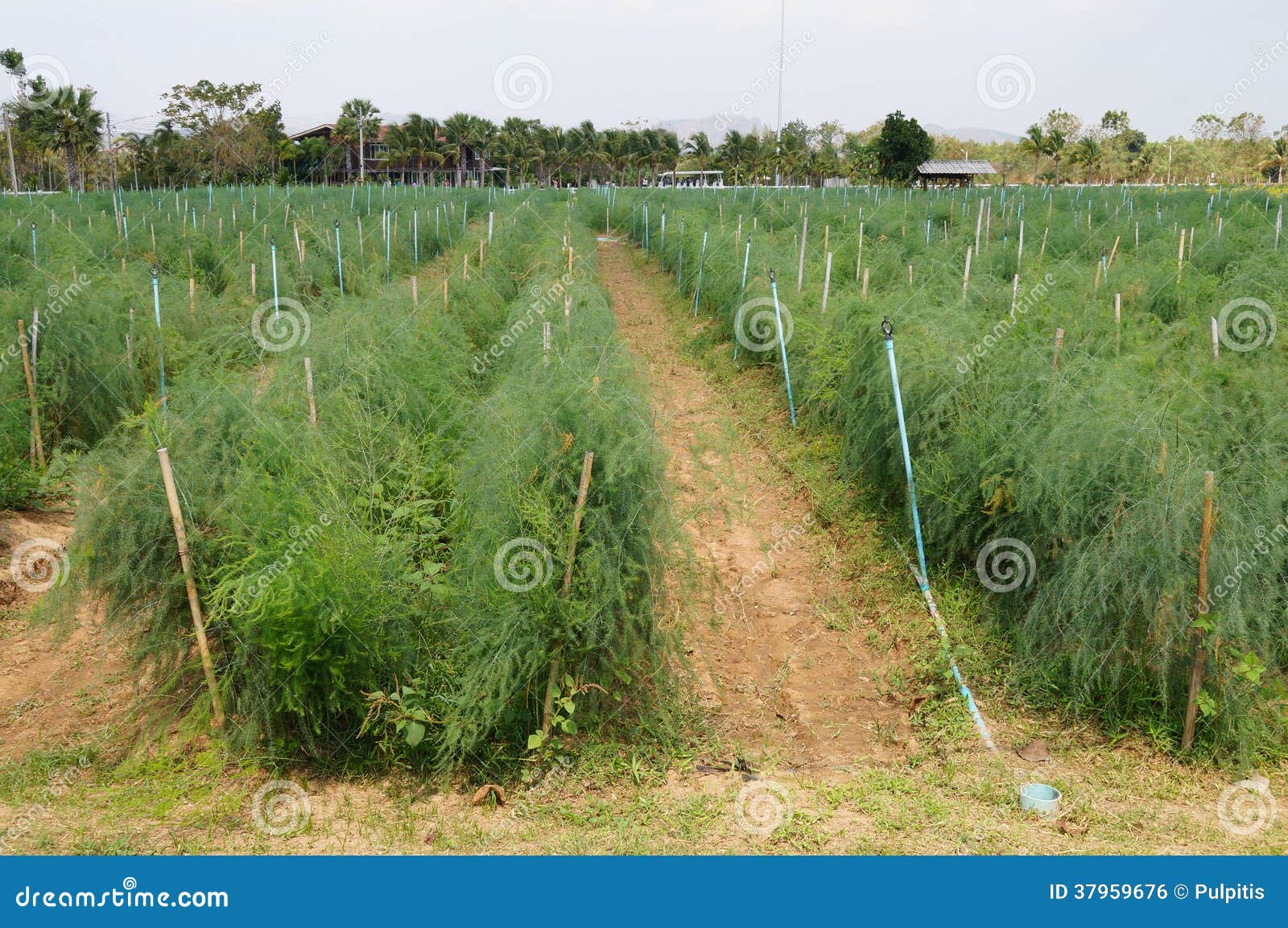 Large Asparagus Field in Petchaburi Stock Photo - Image of cultivation ...