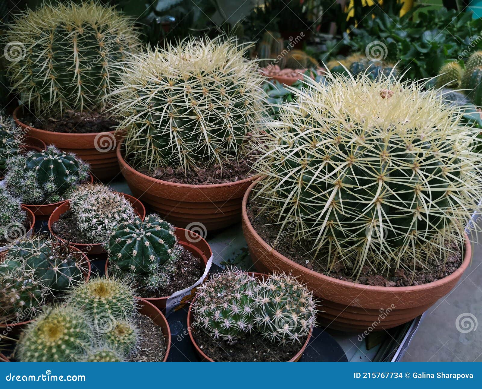 Large Assortment of Cacti in Different Colors and Sizes on the Shelf in ...