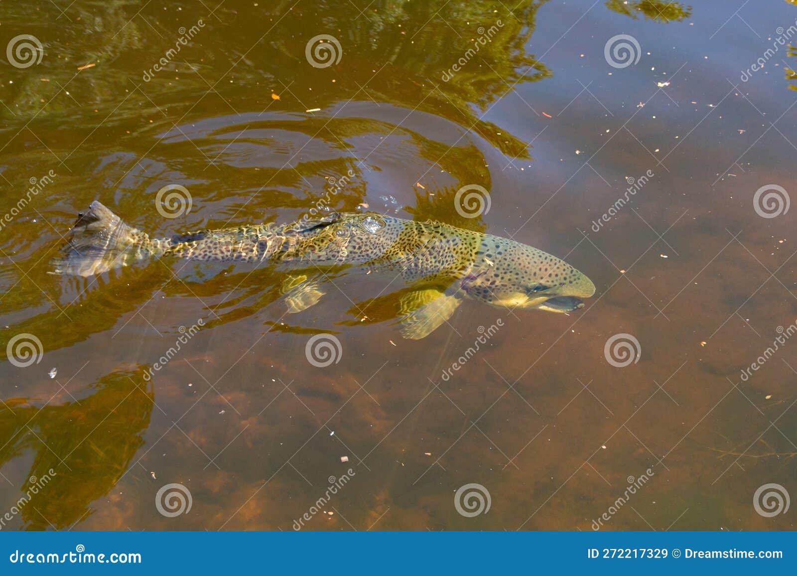 Salmon Swimming Against River Current. Norway, Stavanger Region ...
