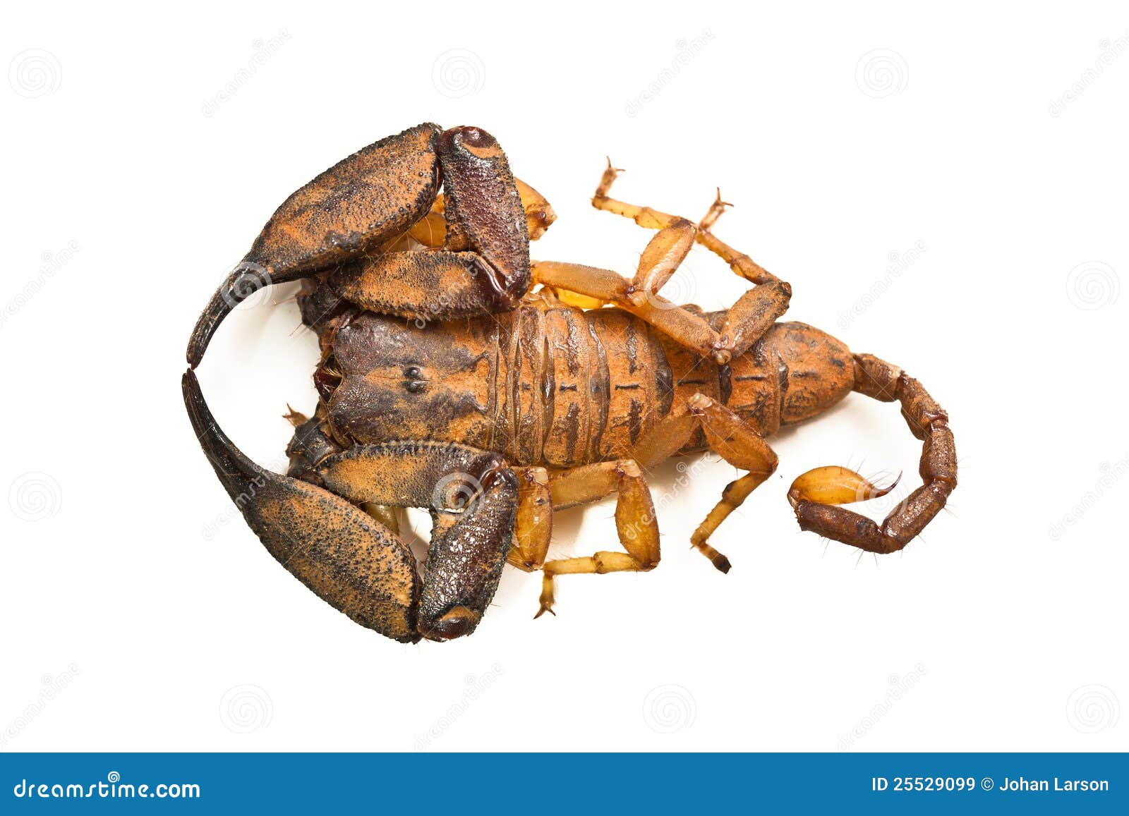 Large australian scorpion stock image. Image of species - 25529099