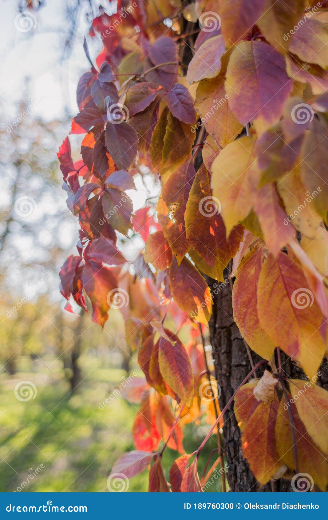 Large Autumn Leaves on a Tree Stock Photo - Image of bunch, plant ...