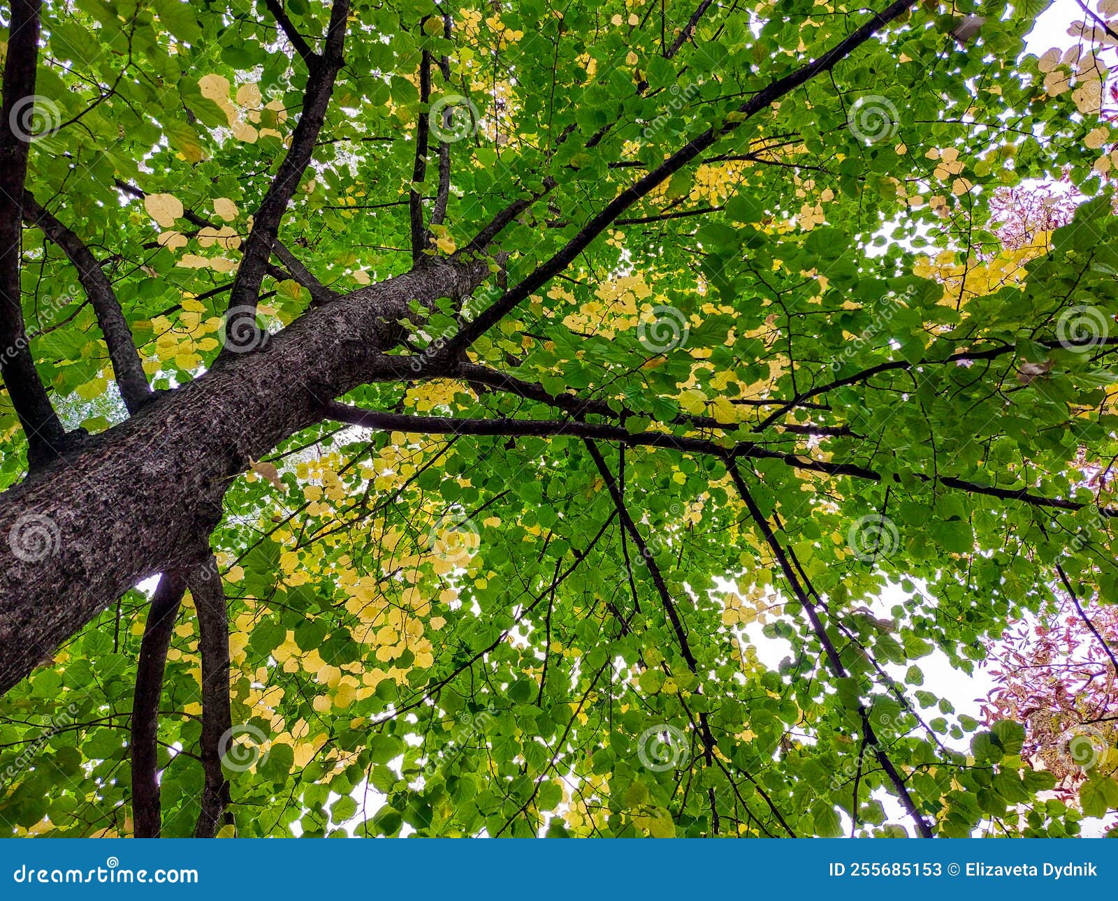 A Large Autumn Tree with Green and Yellow Leaves. a Huge Lime Tree in ...