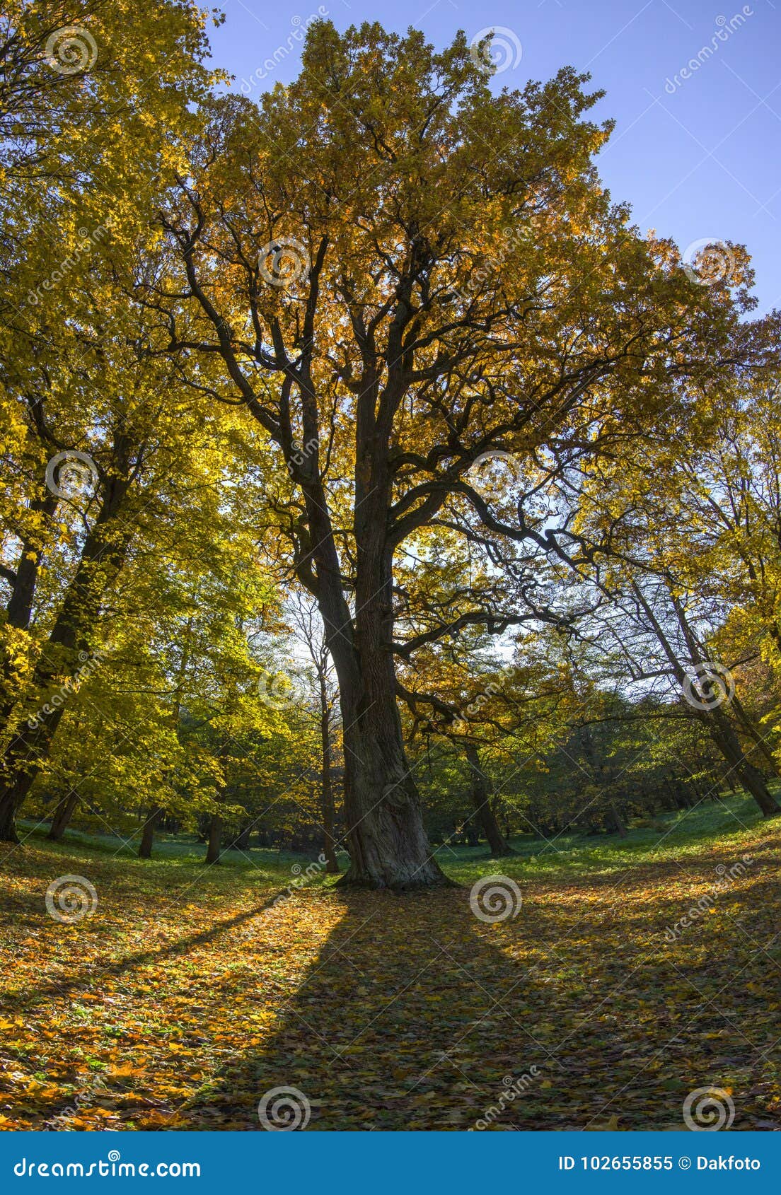 A Large Autumn Tree in the Park Casts a Shadow Over the Fallen Leaves ...