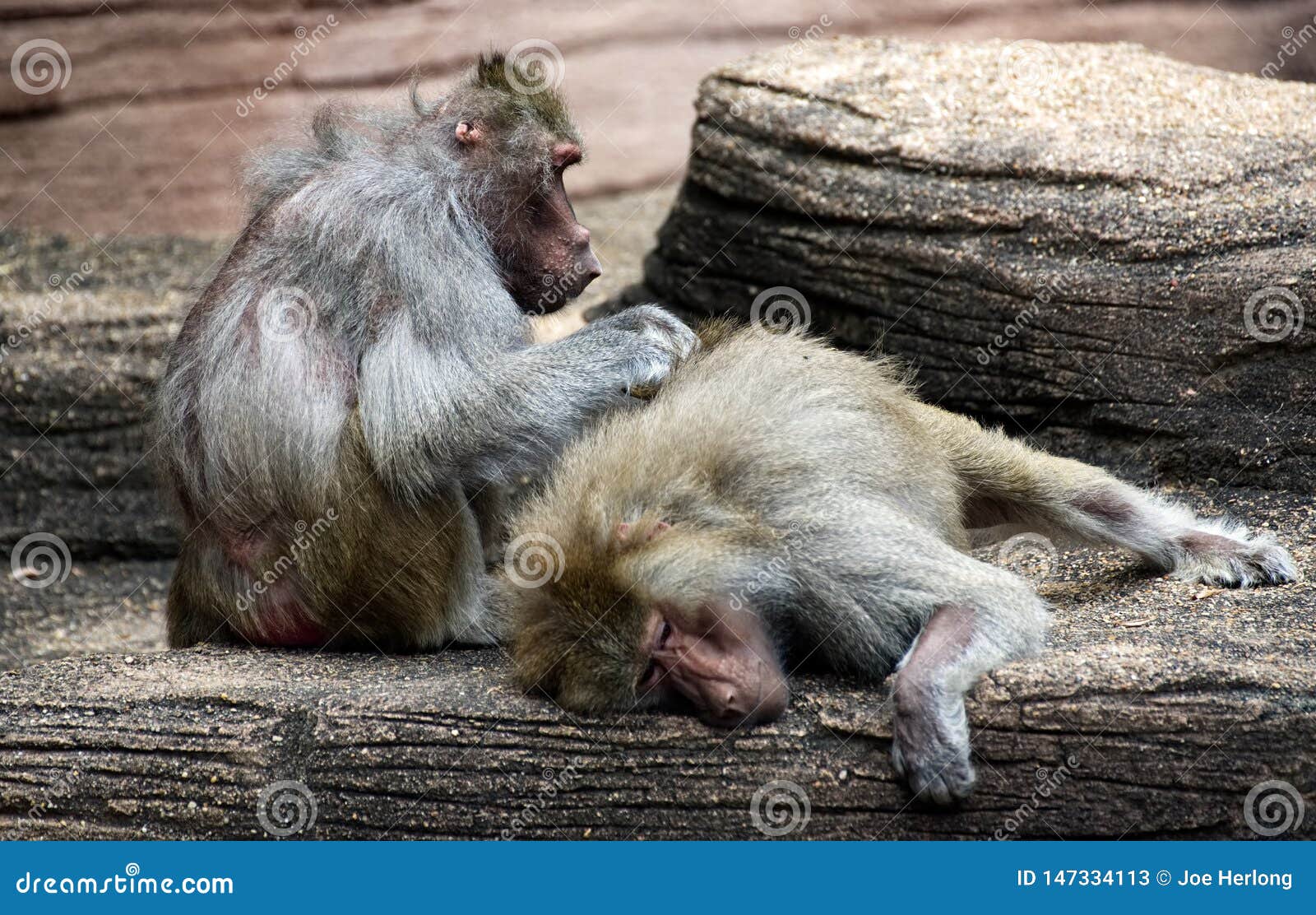 A Large Baboon Grooming Another Animal in a Zoo. Stock Image - Image of ...