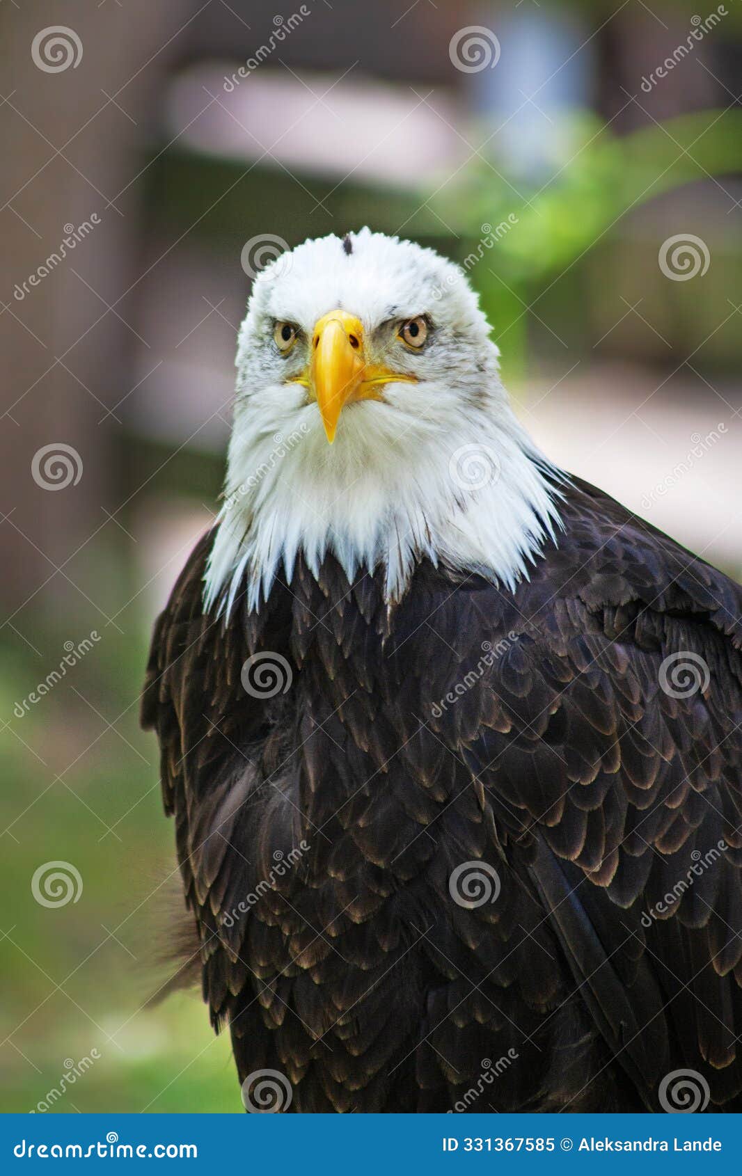 Large bald eagle close up stock image. Image of background - 331367585