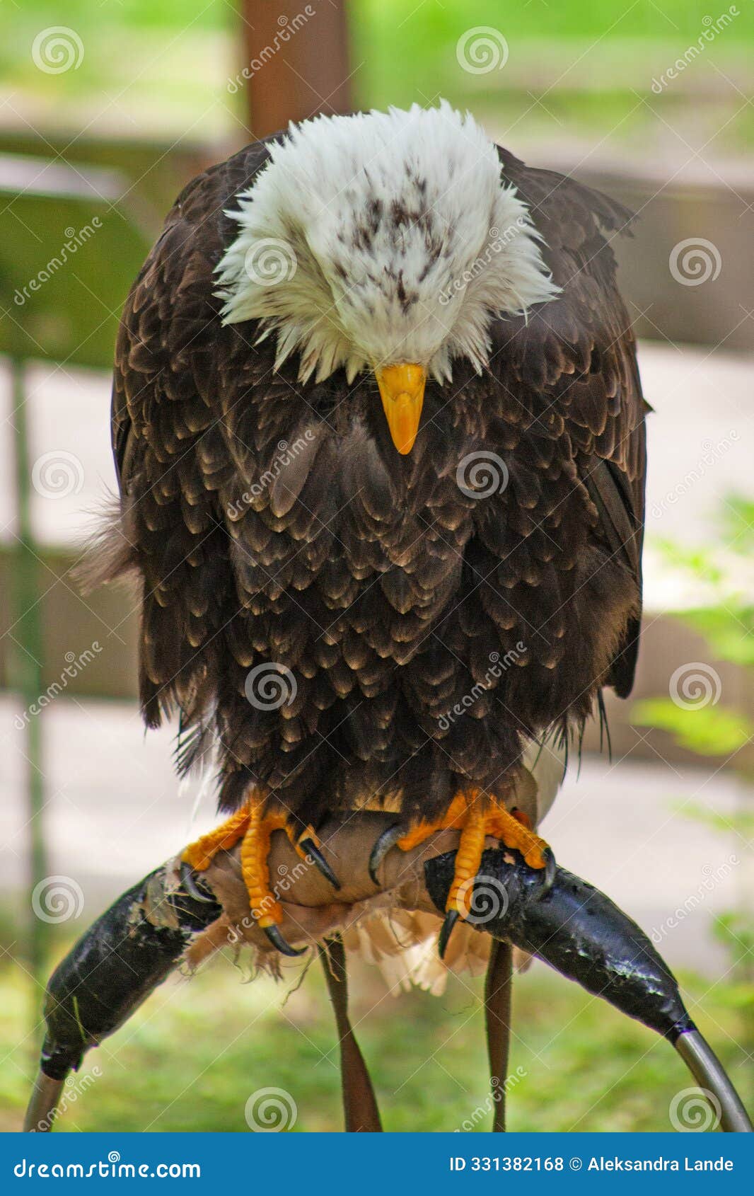 Large Bald Eagle Close Up Taken in Zoo Stock Photo - Image of graceful ...