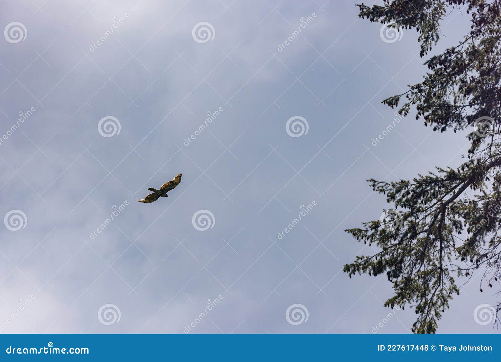 Large Bald Eagle Flying Above the Branches of a Pine Tree Stock Photo ...