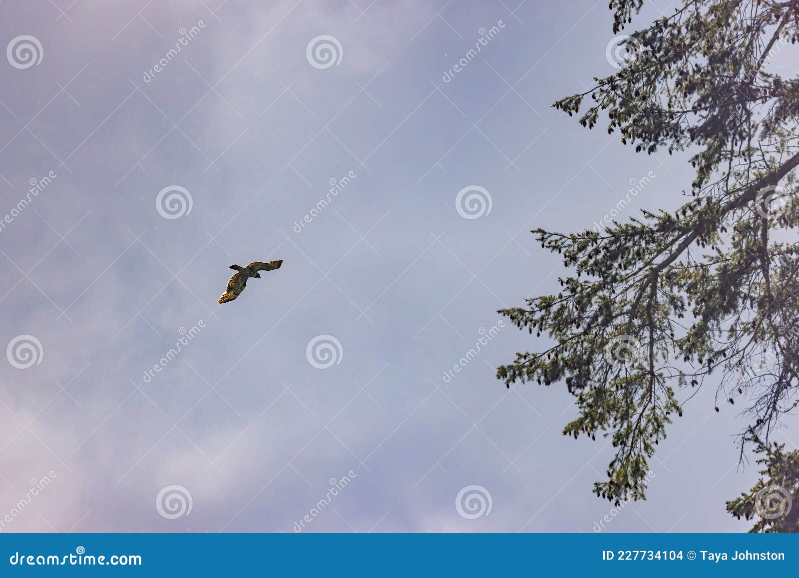 Large Bald Eagle Flying Above the Branches of a Pine Tree Stock Photo ...