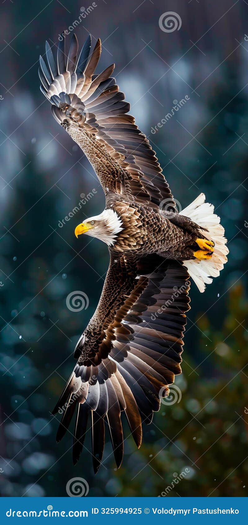 A Large Bald Eagle Flying through the Air Stock Image - Image of ...