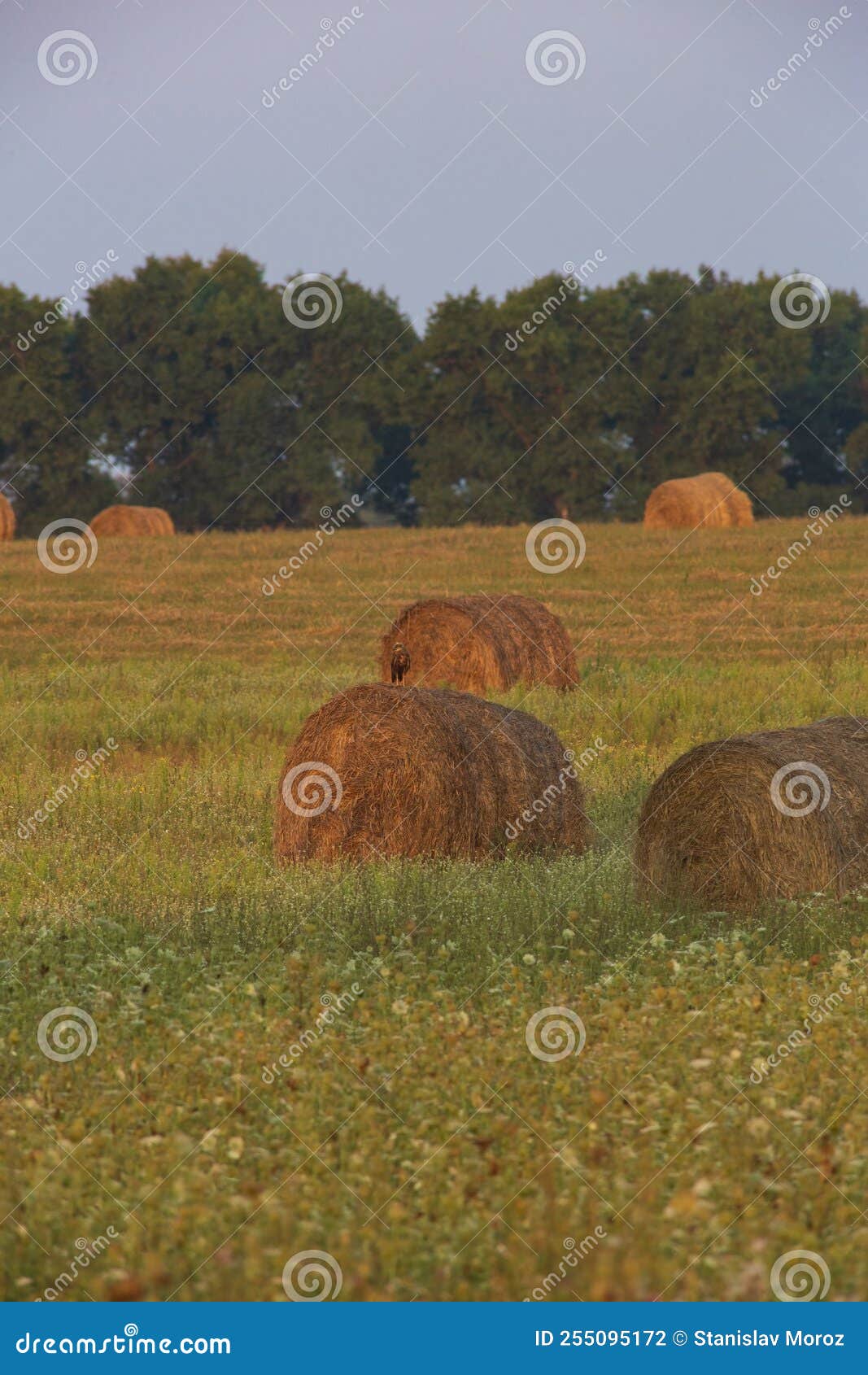 Large Bales of Fresh Hay , Ukraine Stock Photo - Image of fresh, land ...