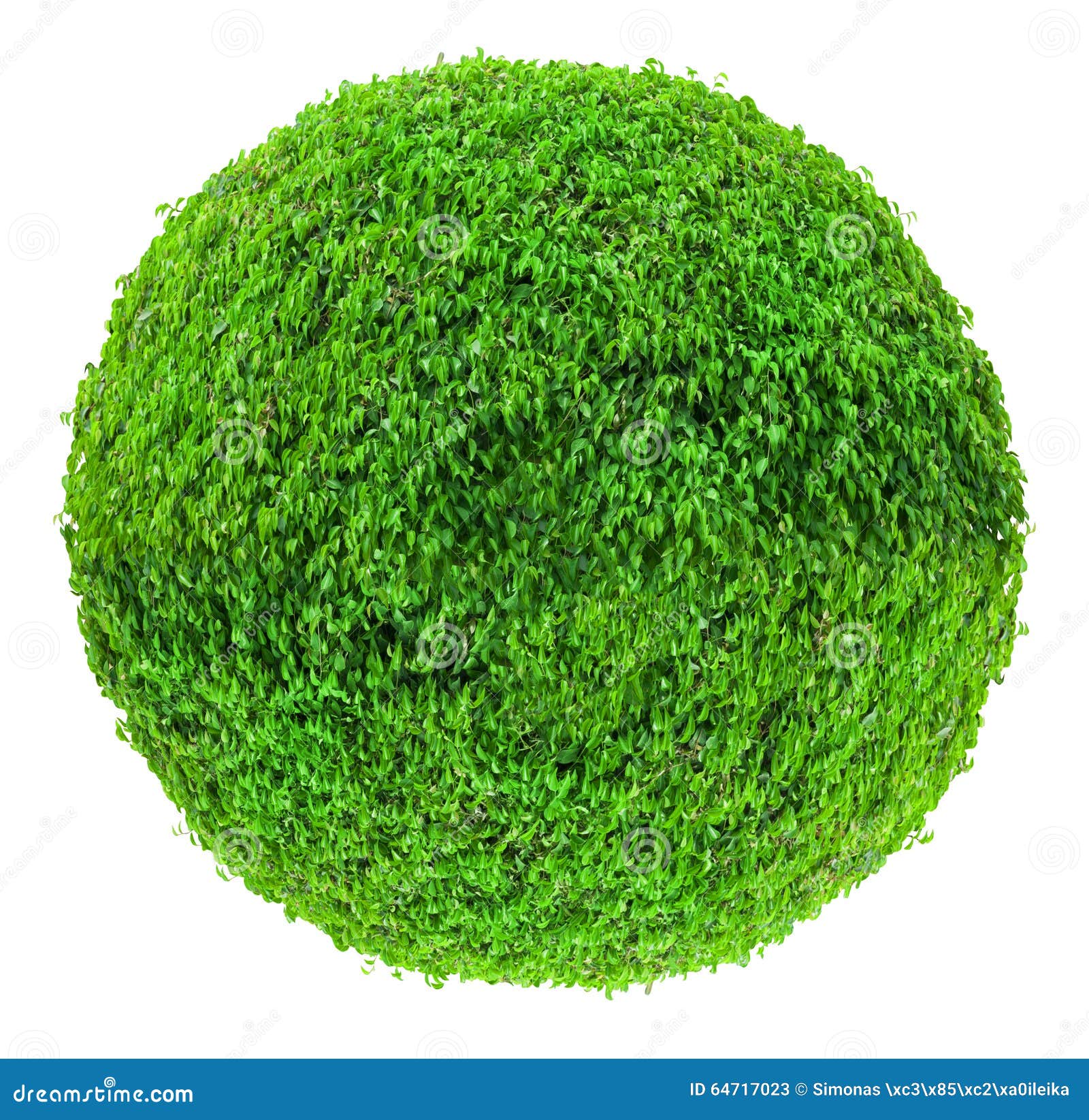Large Ball Shaped Bush Isolated on White Background Stock Image - Image ...