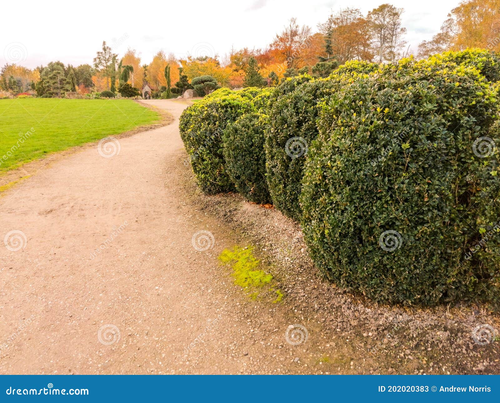 Large Ball Shrubs stock image. Image of blank, copy - 202020383