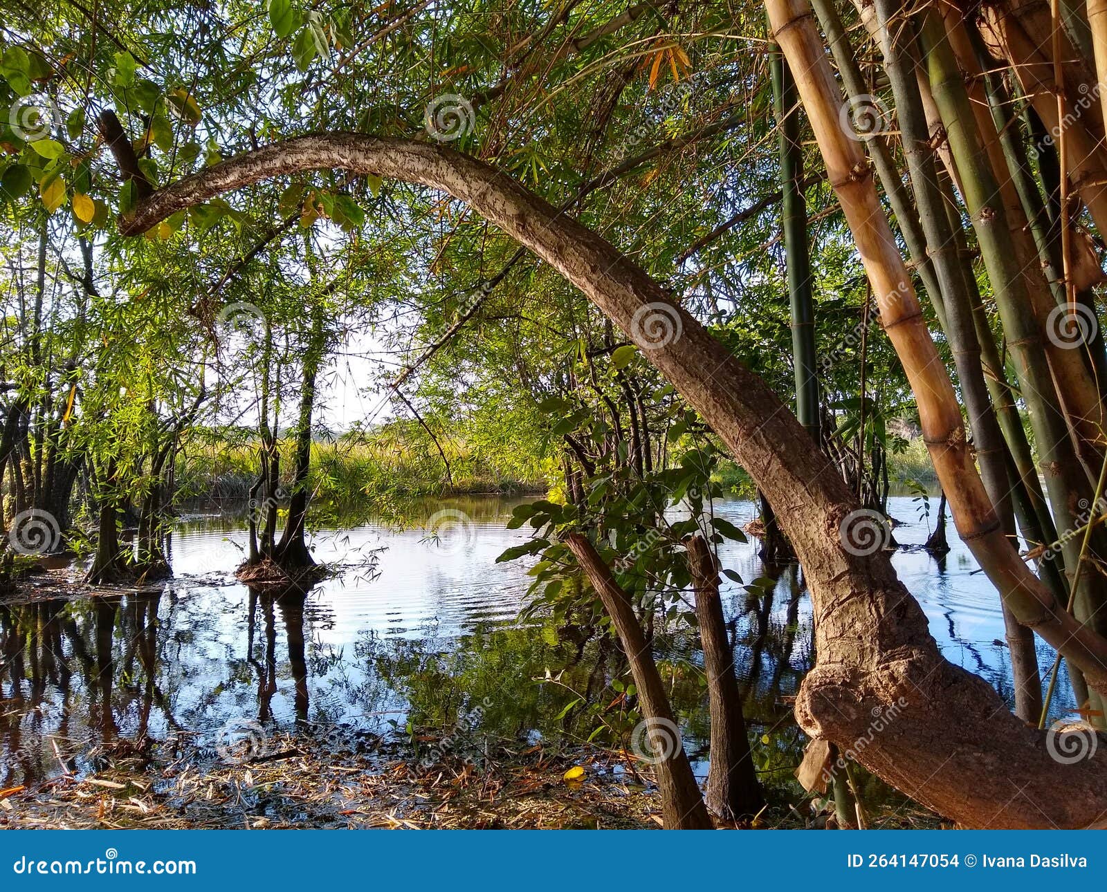 Large Bamboo Plants on the Shore and Trees on Islands within the Lagoon ...