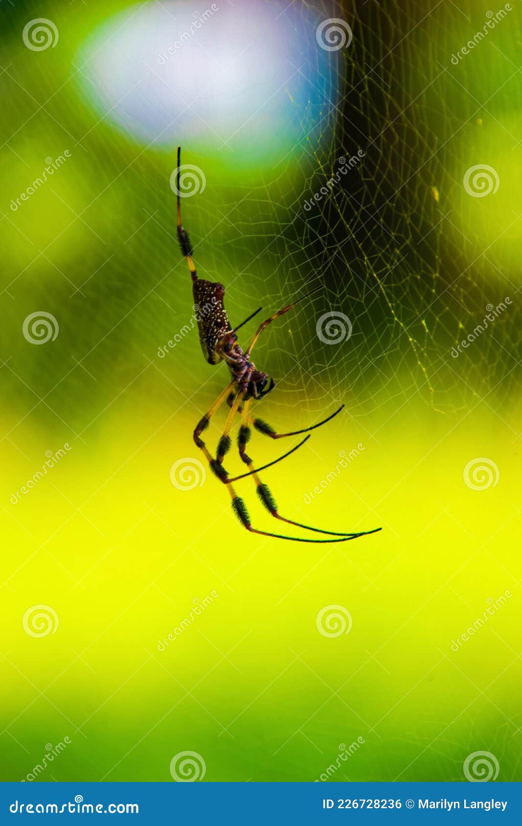 Banana Spider #4 stock photo. Image of yellow, nature - 226728236