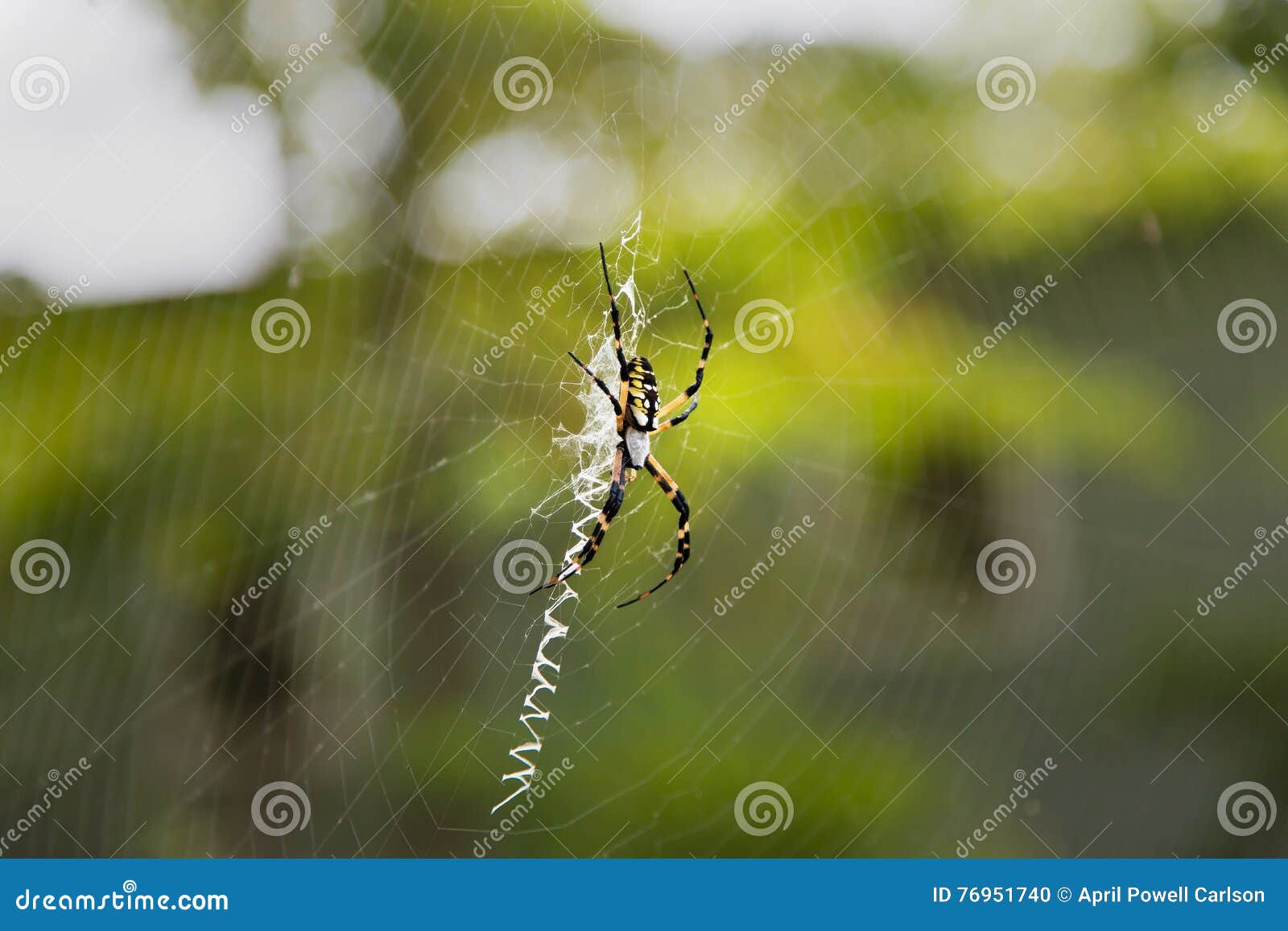Large Banana Spider in Web Outside Stock Photo - Image of insect ...