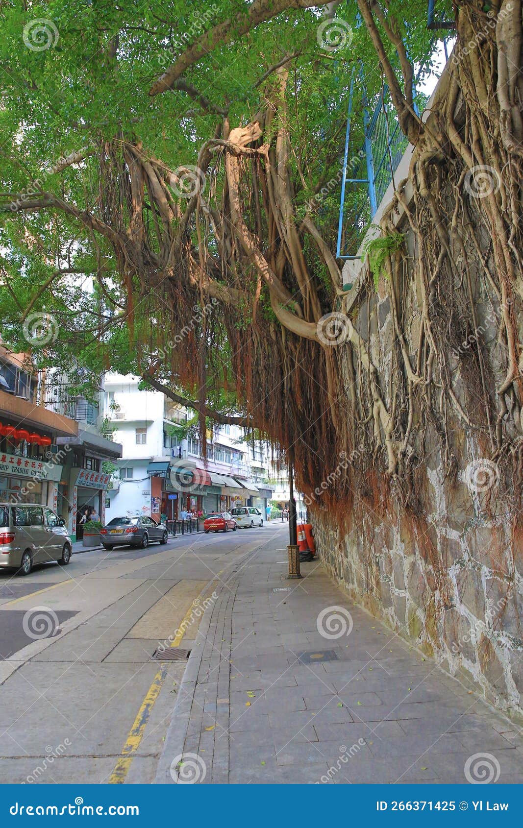 Large Banyan Tree Growing Against a Wall in the Mid-levels Area 13 Oct ...