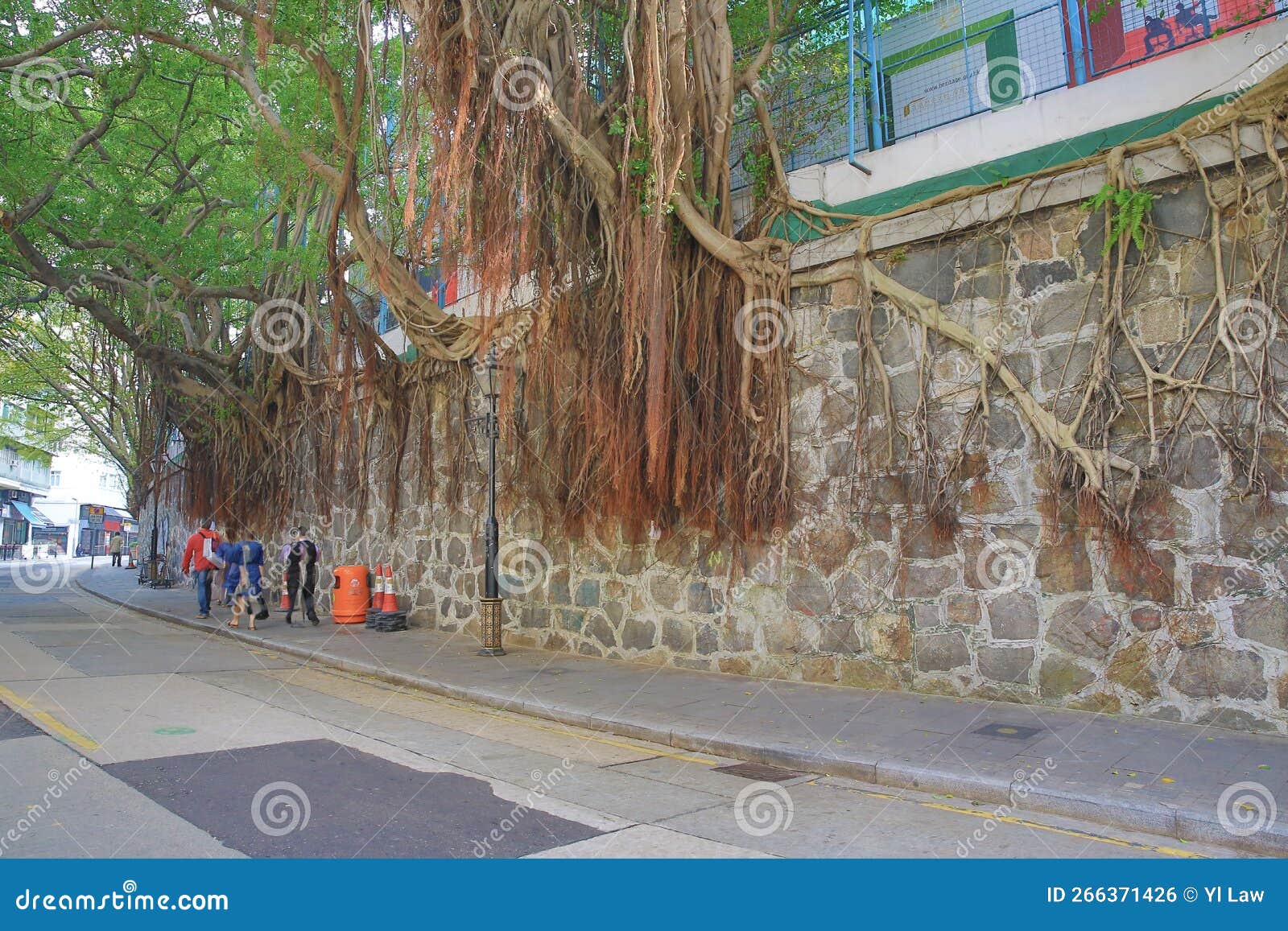 Large Banyan Tree Growing Against a Wall in the Mid-levels Area 13 Oct ...