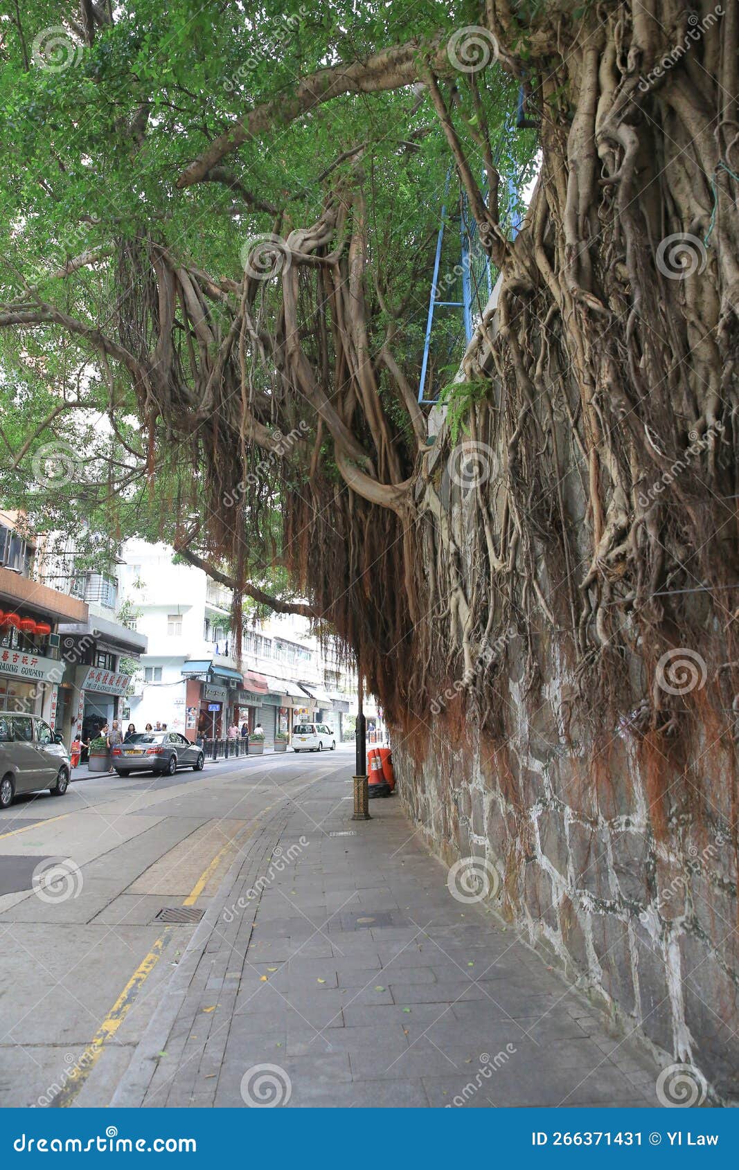 Large Banyan Tree Growing Against a Wall in the Mid-levels Area 13 Oct ...