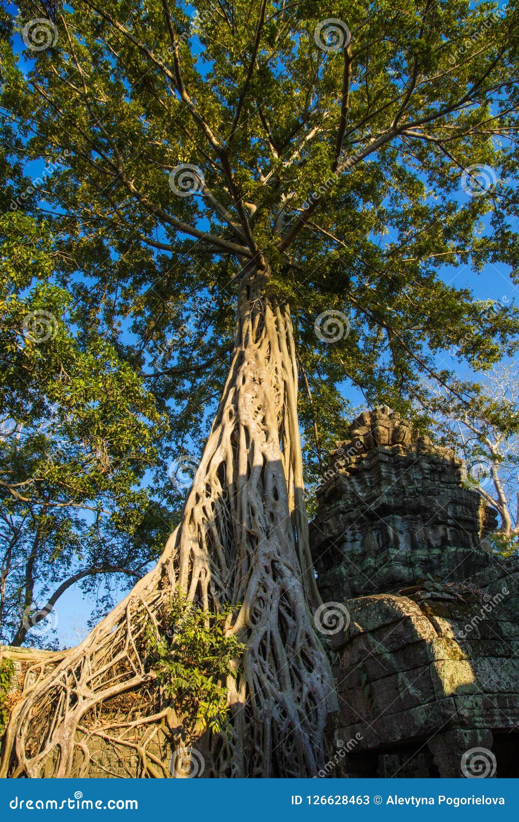 Large Banyan Tree Grows on an Ancient Temple in Angkor Wat, Siam Reap ...