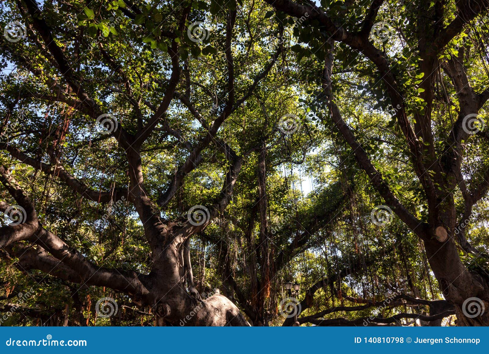 Large Banyan Tree of Lahaina Stock Photo - Image of hawaii, tree: 140810798