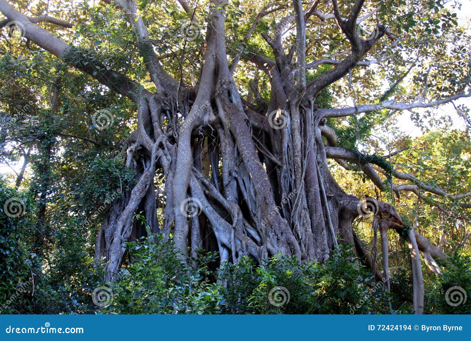 Large Banyan Tree on Lord Howe Island Stock Photo - Image of system ...