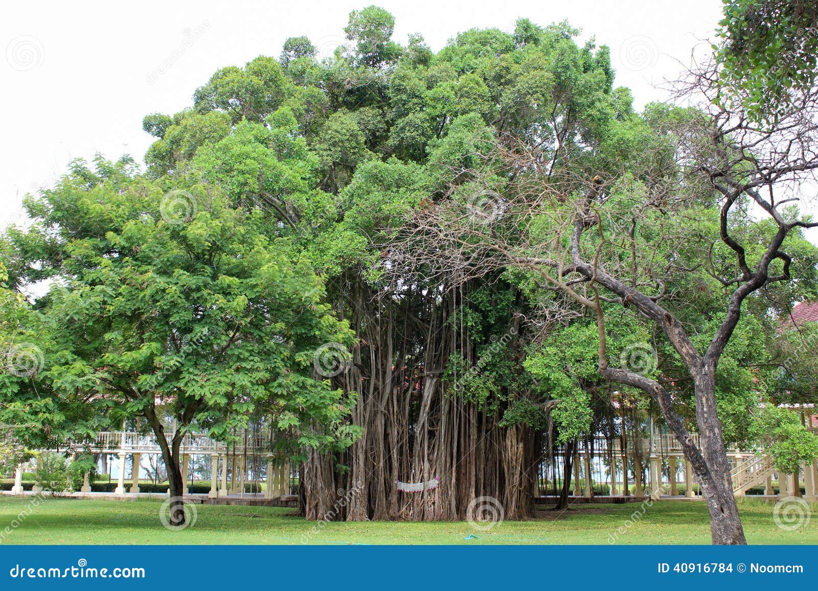 Large banyan tree stock photo. Image of plant, forest - 40916784