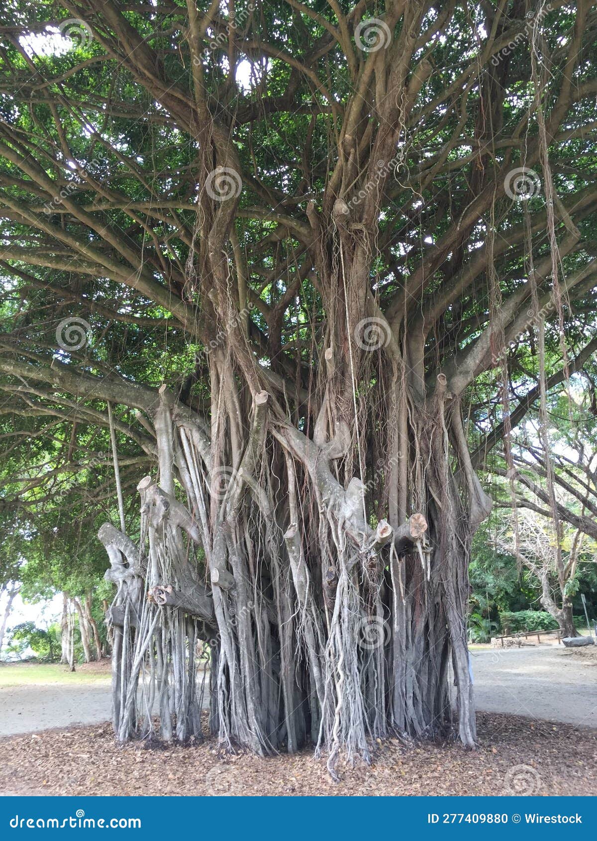 A Big Banyan Tree with Novgorod Branches in a Park Stock Photo - Image ...