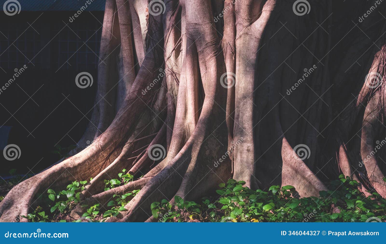Large Banyan Tree Trunk in Botanical Garden with Sunlight and Shadow on ...