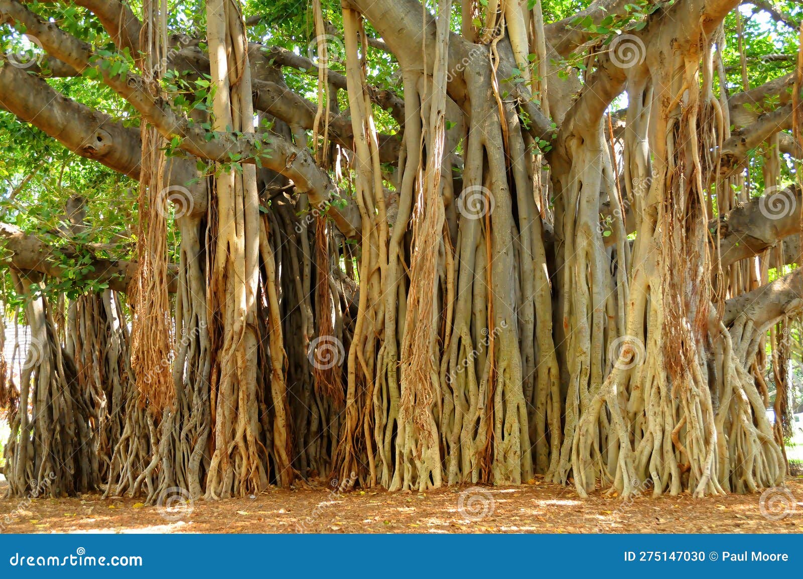 Two Large Banyan Trees Stock Photo | CartoonDealer.com #267538098