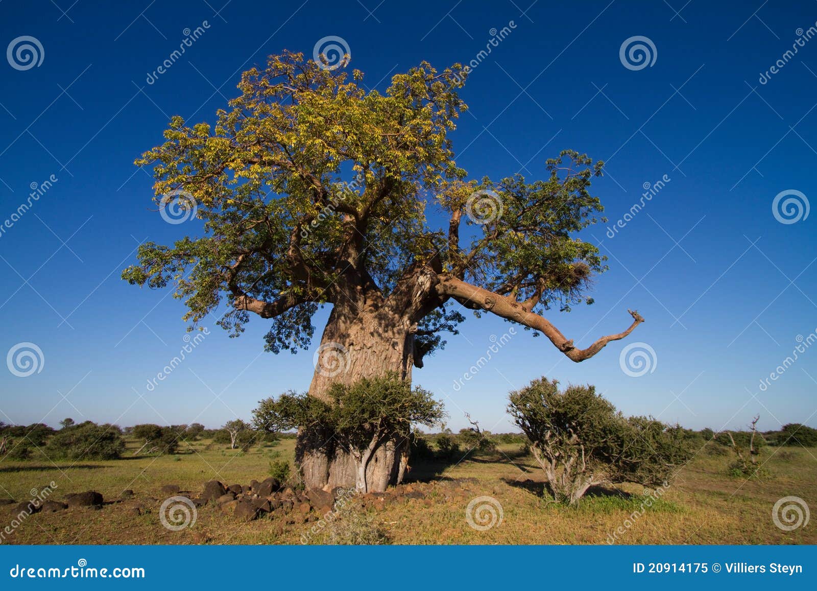 Large baobab tree stock image. Image of landscape, stem - 20914175