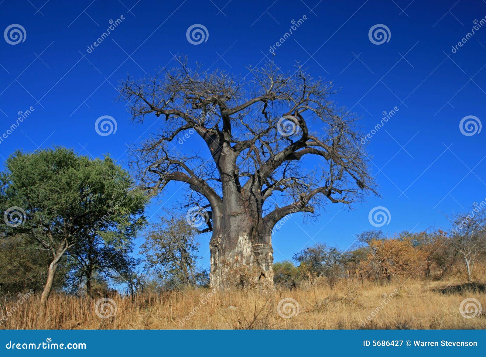 Large Baobab tree stock image. Image of africa, blue, tree - 5686427