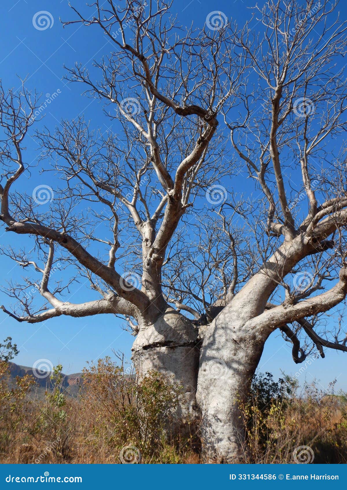 A Large Baobab Tree Against a Blue Sky Stock Photo - Image of trees ...