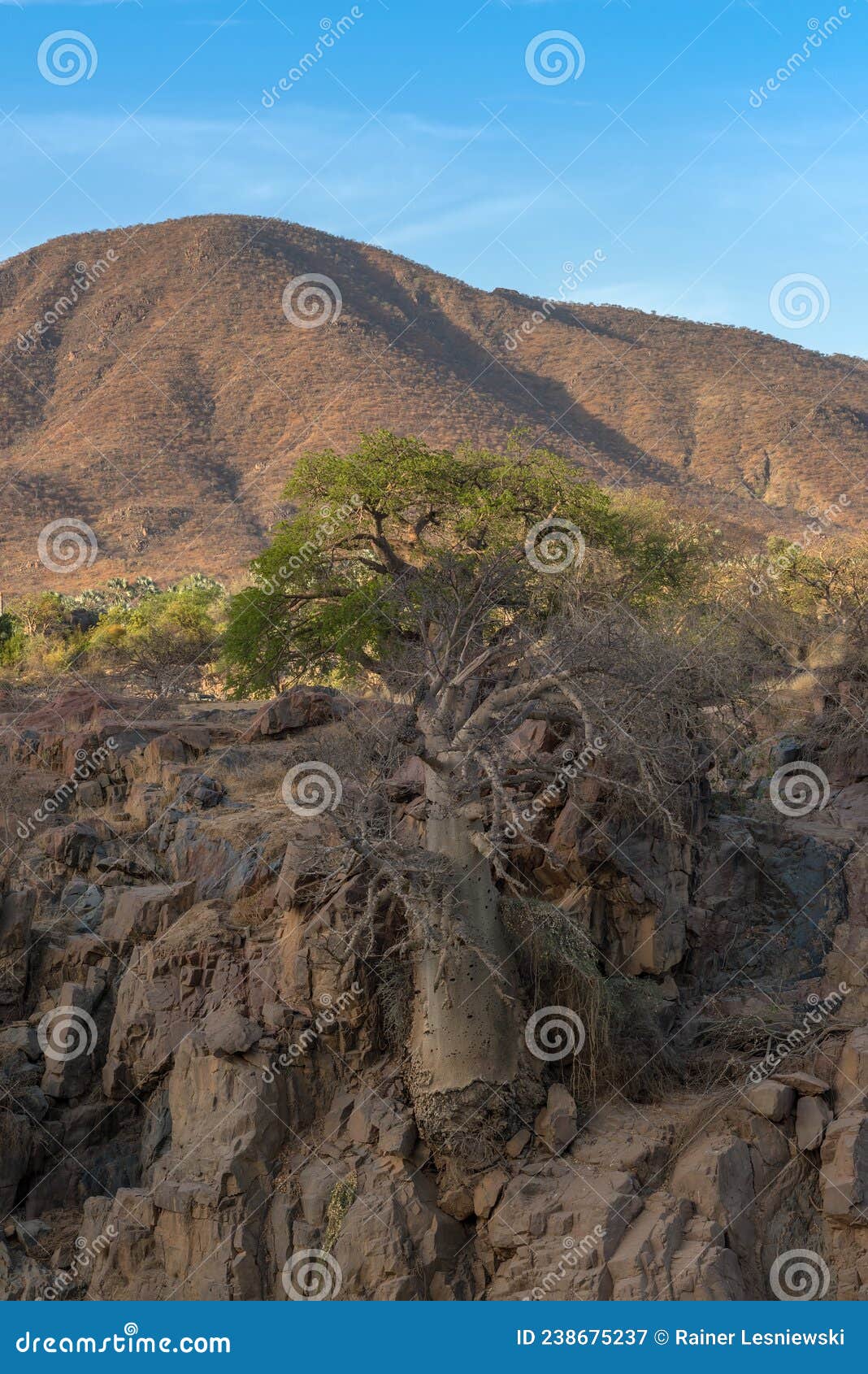 Large Baobab Tree on the Banks of the Kunene River, Namibia Stock Image ...