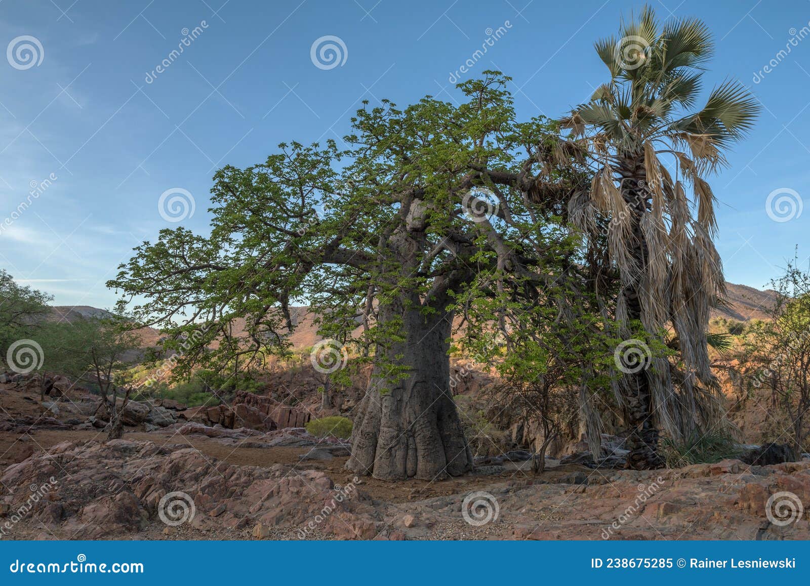 Large Baobab Tree on the Banks of the Kunene River, Namibia Stock Image ...