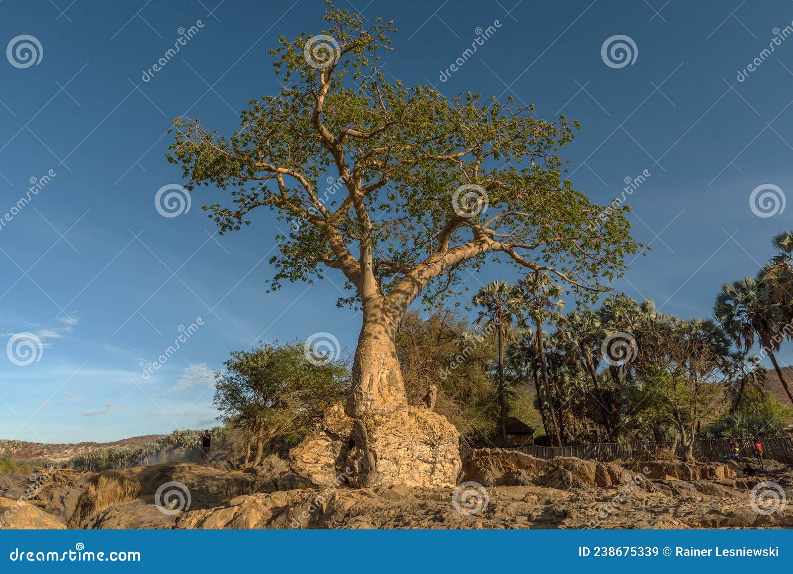 Large Baobab Tree on the Banks of the Kunene River, Namibia Stock Image ...