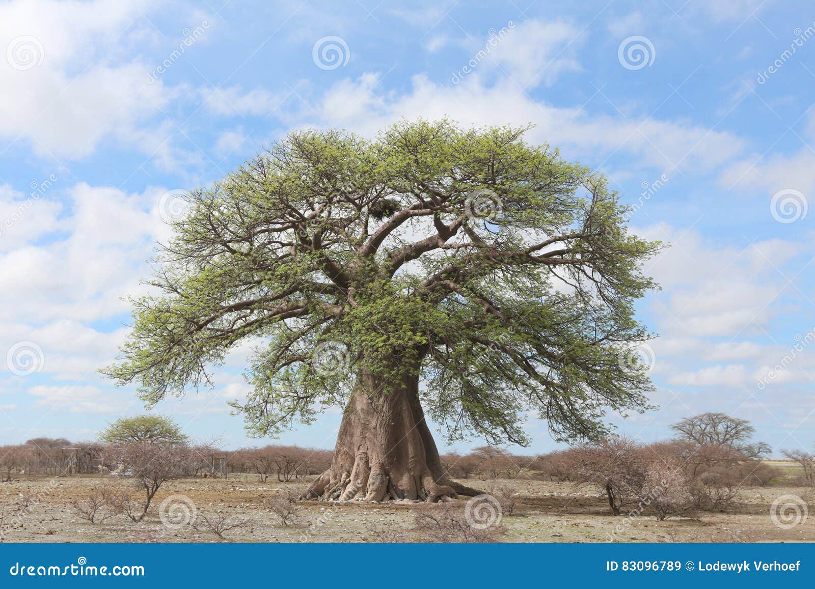 Large Baobab Tree stock image. Image of clouds, drought - 83096789