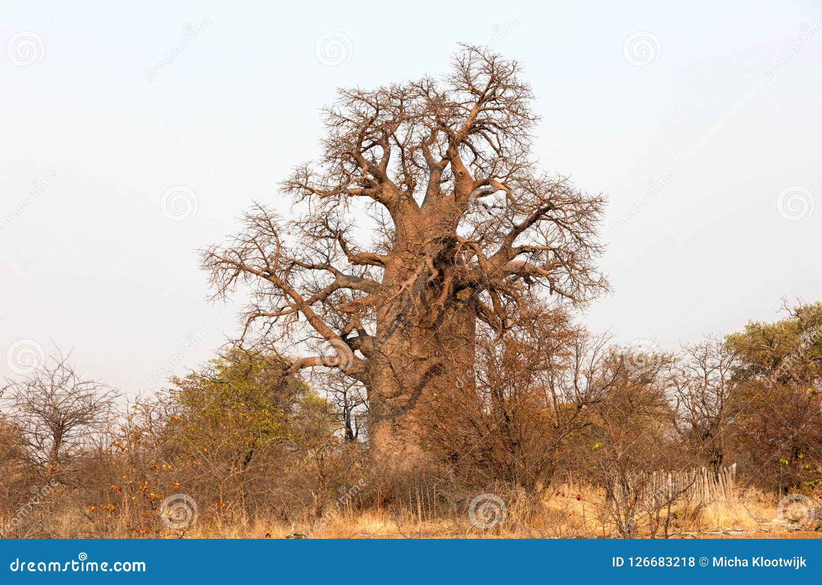 Large Baobab Tree in Botswana Stock Photo - Image of shaft, drought ...