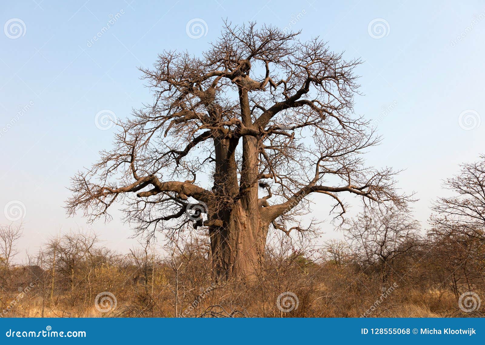 Large Baobab Tree in Botswana Stock Photo - Image of africa, drought ...