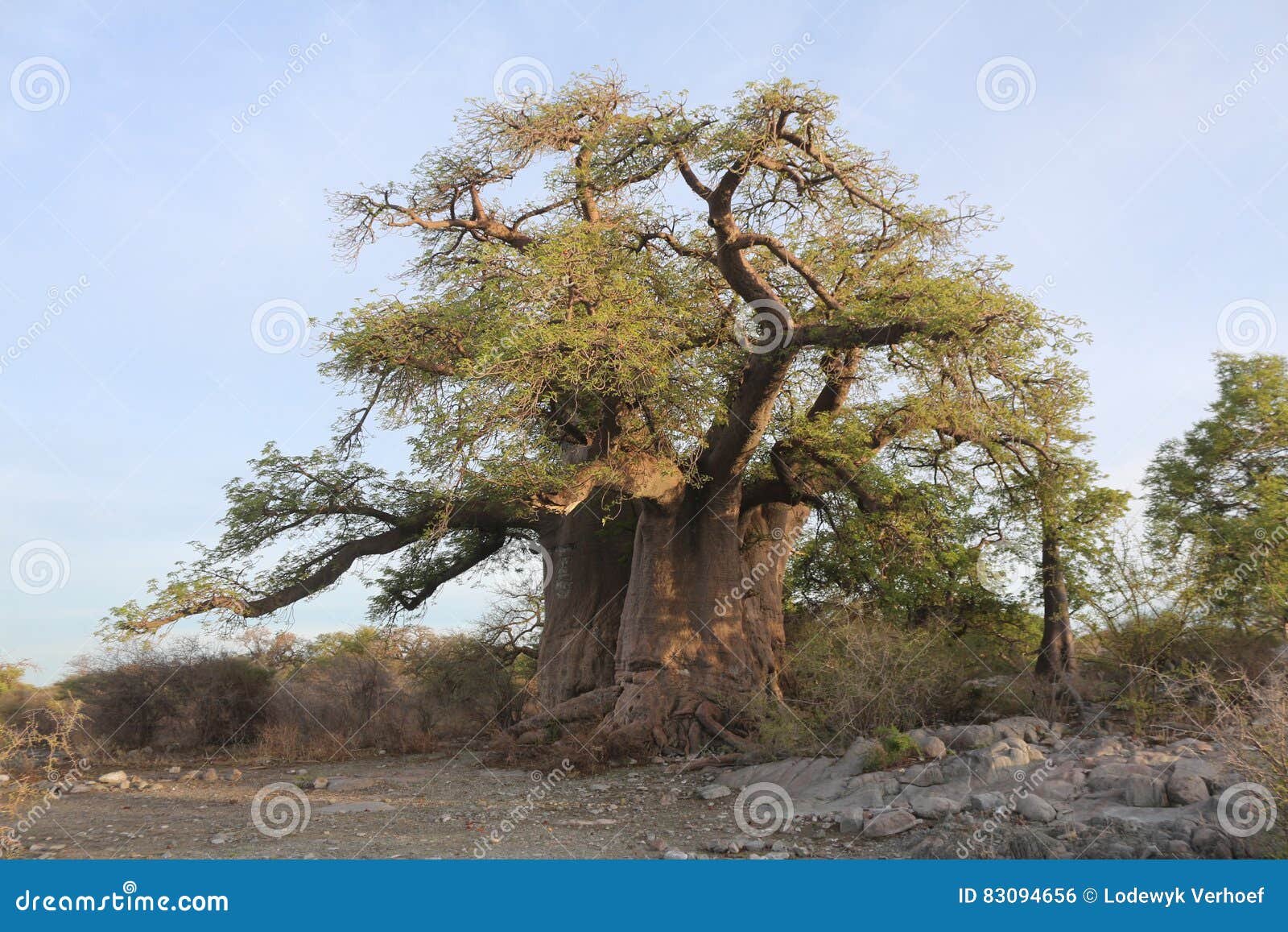 Large Baobab Tree stock photo. Image of blue, front, miniature - 83094656