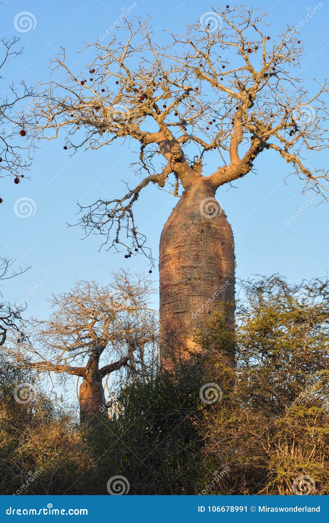 Large Baobab Tree Standing in Madagascar Stock Image - Image of flora ...