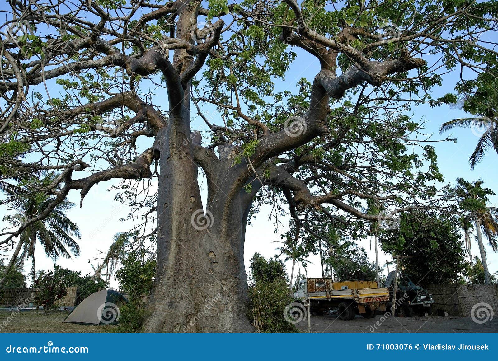 Large Baobab Tree in the Village Square, Mozambique Stock Photo - Image ...