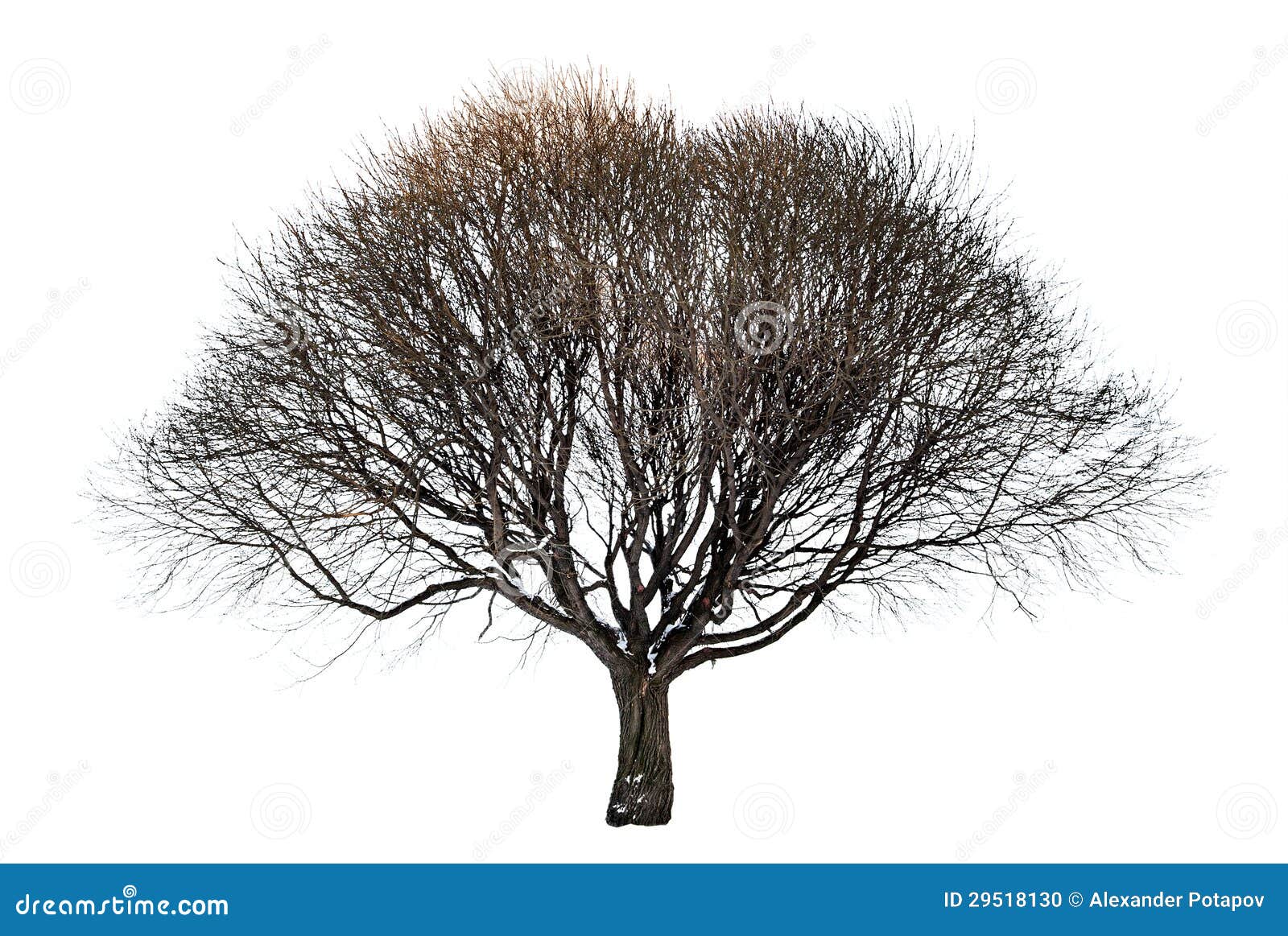 Large Bare Isolated Winter Tree Stock Photo - Image of weather ...