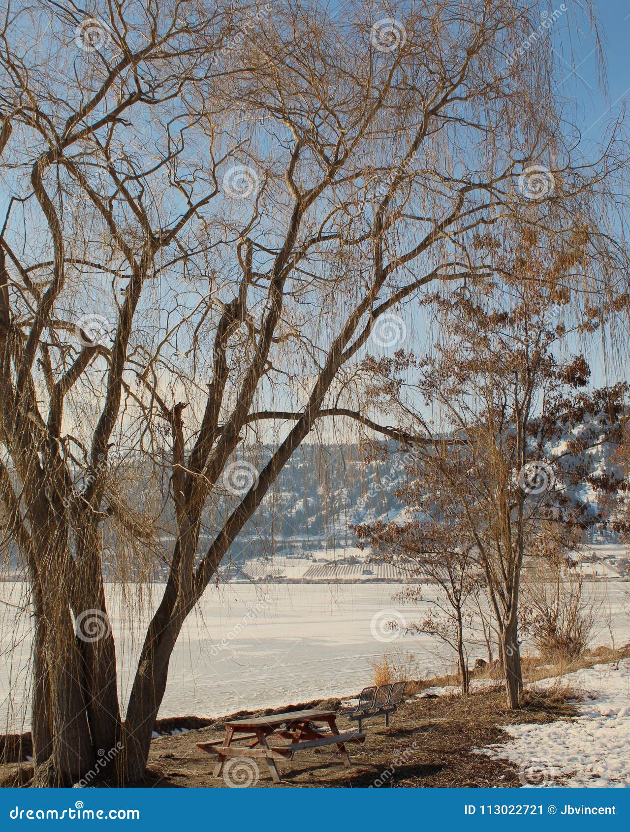 Large Bare Orange Colored Trees On Lake Shore Of Frozen Snow Covered