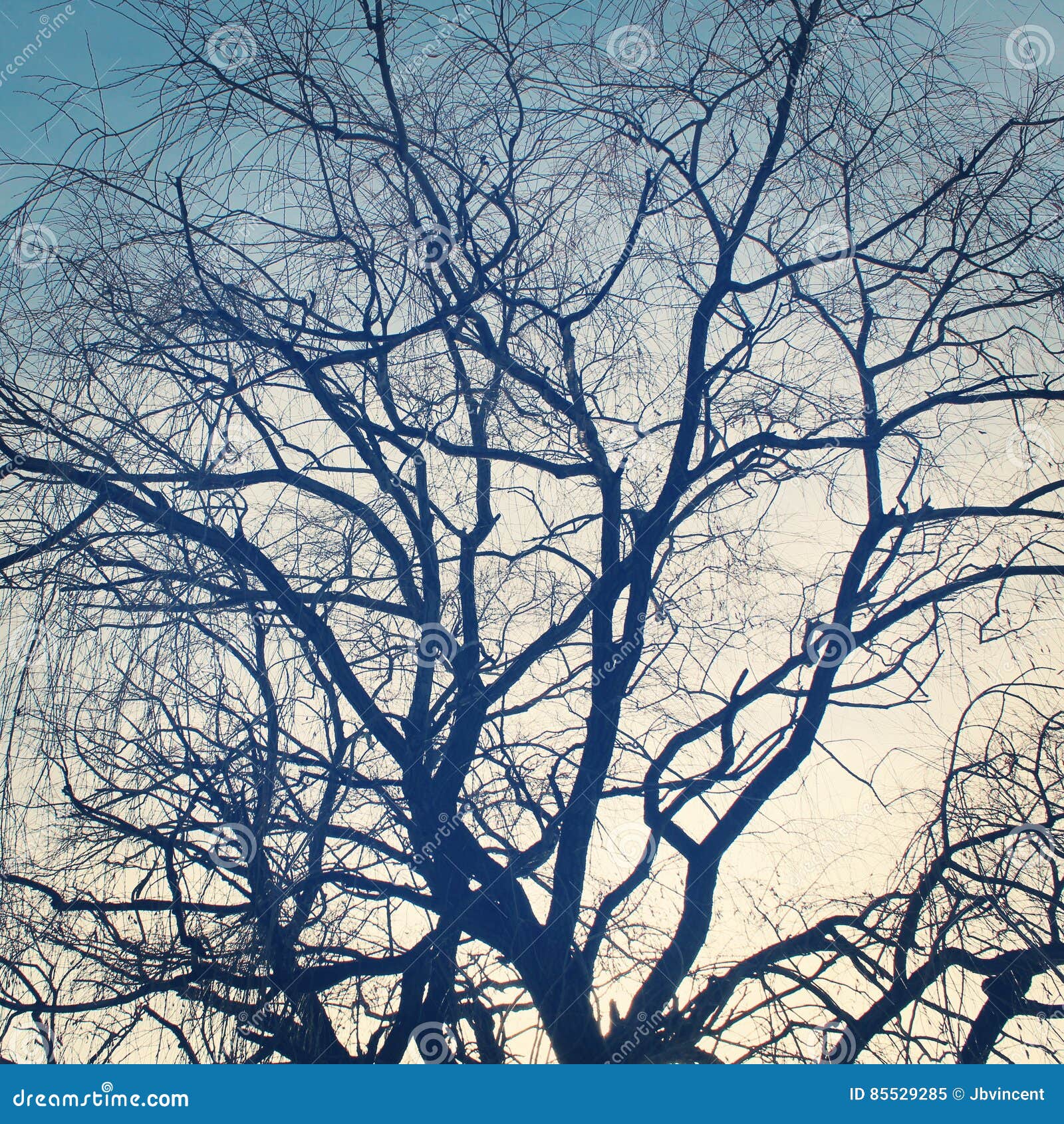 Large Bare Tree Branches Silhouette Stock Image - Image of white ...