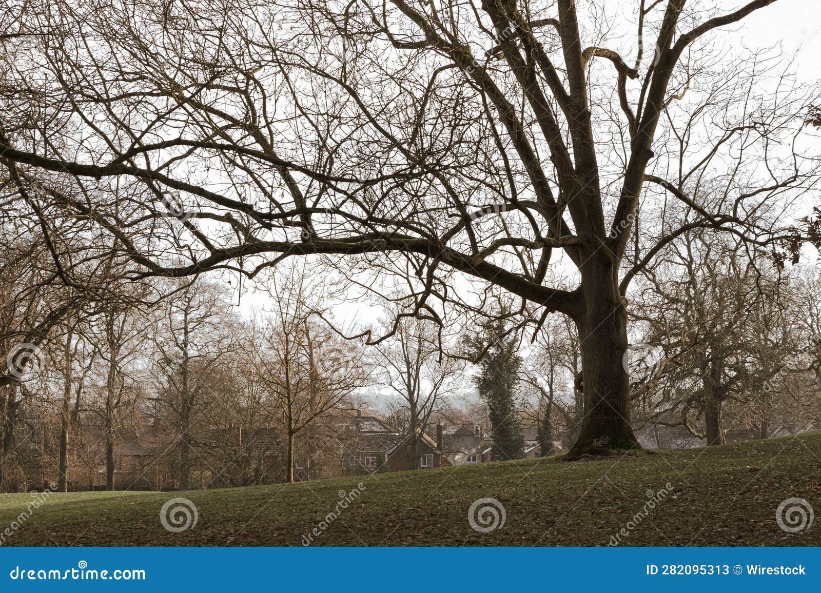 Large Bare Tree with Long Branches Stock Image - Image of weathered ...