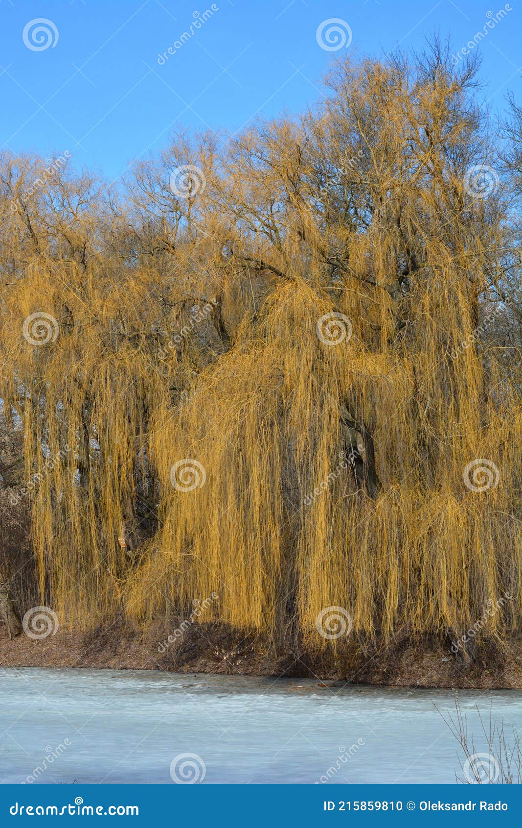 A Large Bare Weeping Willow Tree with Long Yellow Branches Over the Ice ...