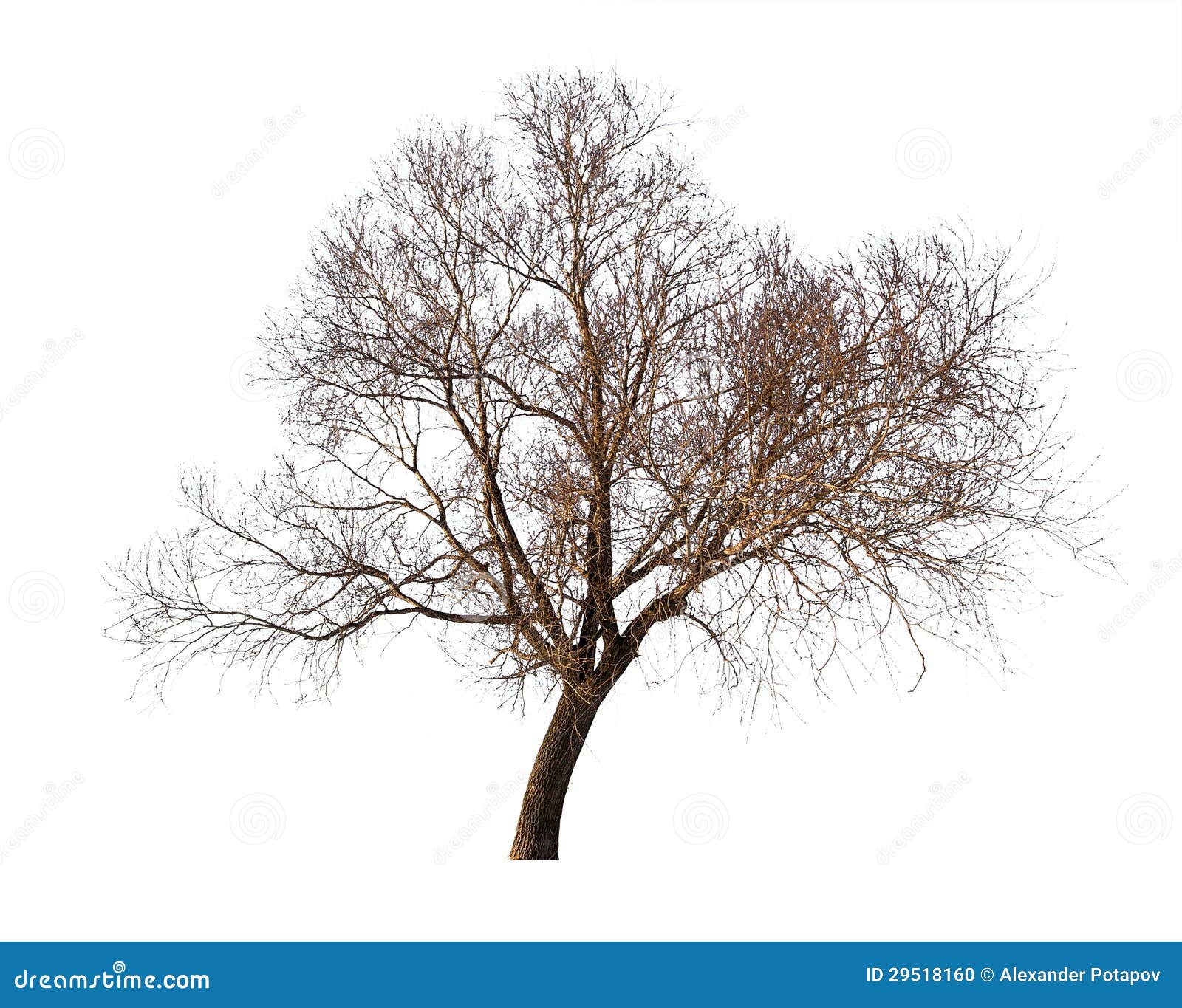 Large Bare Winter Isolated Tree Stock Photo - Image of weather, bare ...